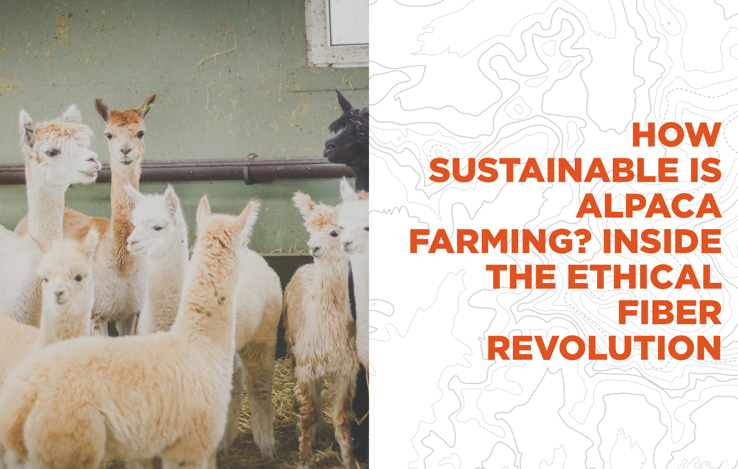 How Sustainable Is Alpaca Farming? Inside the Ethical Fiber Revolution ...
