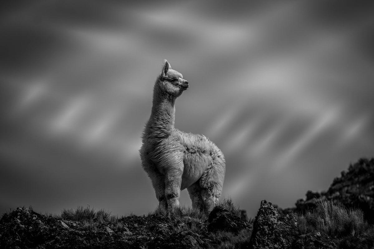 Sustainable Alpaca Wool Outdoor Socks and Clothing – Andina Outdoors